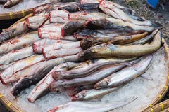 Dead Cod Fish Stock Photos, Images, & Pictures - 269 Images