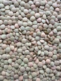 Seeds lens stock photo. Image of grown, lens, background - 59553186
