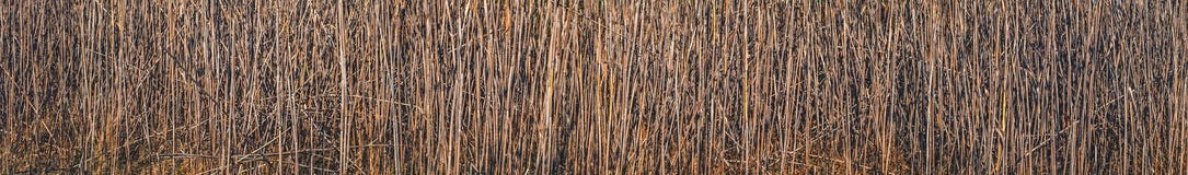 Marsh Texture Stock Images - Download 3,953 Photos