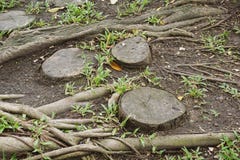 Dry stump stock image. Image of national, root, ecology - 26040375