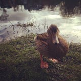 Scared duck stock image. Image of biology, animal, south - 36732505