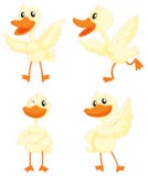 Funny duck cartoon running stock illustration. Illustration of ...