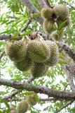 Durian On Tree Stock Photos - Image: 2897573