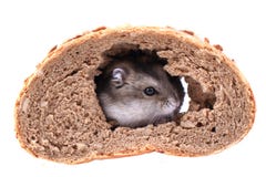 Mouse and bread stock image. Image of domestic, look - 12679401