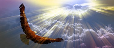 Eagle Chauve Volant Au-dessus D'un Ciel De Coucher Du Soleil Image ...