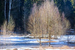 Early Spring In Forest, Sunny March Landscape Stock Image - Image of ...