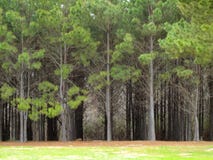 East Texas Pine Plantation Stock Photo - Image: 2016530
