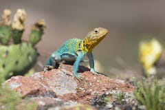 Lizard Royalty Free Stock Images - Image: 641409