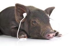 Tired Pig lying down stock image. Image of ears, healthy - 13534561