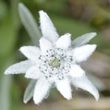 Edelweiss. Royalty Free Stock Photos - Image: 22458418