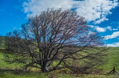 Árbol Perfecto Imagen de archivo libre de regalías - Imagen: 4706