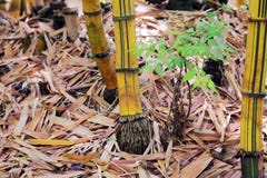 Raíz del bambú imagen de archivo. Imagen de ilustración - 25228771