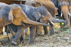 Elefantes Que Comen Las Frutas Foto de archivo - Imagen de mamífero ...