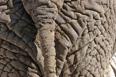 Elephant Stock Image - Image: 237181