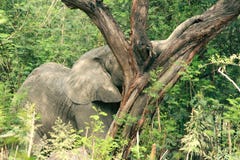 Elephant Hiding Behind Tree Stock Photo - Image of mammal, african ...