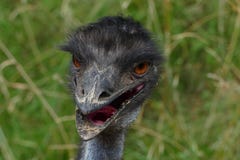 Funny Emu Stock Photos - Royalty Free Images