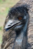 Australian Emu Standing Tall Royalty Free Stock Images - Image: 25199339