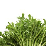 Baby Endive stock photo. Image of fibre, white, diet - 14211356