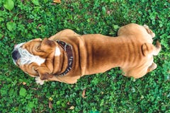English Bulldog From The Back Stock Image - Image of animal, hind: 8206203