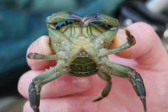 Animal Envy Royalty Free Stock Photography - Image: 33069917