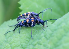 Insecto con las antenas largas fotos de Stock - Registrate Gratis