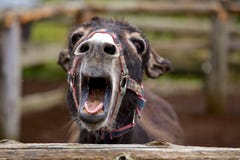 Dummer Esel Stockbild - Bild: 31615771