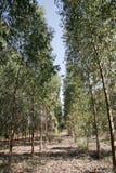 Eucalyptus trees stock image. Image of tall, nature, forest - 9808897