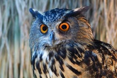 Augen Der Eulen Lizenzfreie Stockfotos - Bild: 22880288