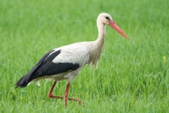 European White Stork stock image. Image of stork, circonia - 20079