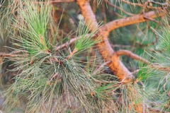 Evergreen Needles stock photo. Image of plant, coniferous - 5359444