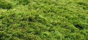 Evergreen Texture Royalty Free Stock Photo - Image: 18123085