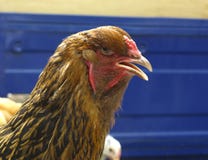 Angry Hen Stock Images - Download 304 Royalty Free Photos