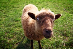 Devil sheep stock image. Image of field, small, eyes, appearance - 3334441