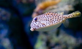 Cow Fish Royalty Free Stock Photos - Image: 6063158