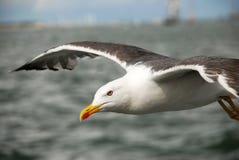 Sheep in snow stock image. Image of snowy, beautiful - 12379183