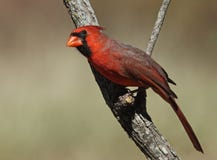 Northern Cardinal stock photo. Image of black, animals - 3664904