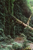 Fern Canyon With Fallen Trees Stock Photo - Image of foreground, dense ...