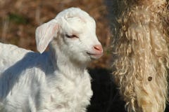 Cow Rump Royalty Free Stock Photo - Image: 835375