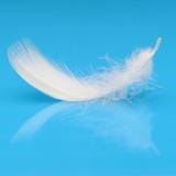 Feather Pen Abstract Colors In The Ink Pot Stock Image - Image of blot ...