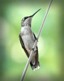 Female Ruby Red Throat Hummingbird Stock Image - Image of isolated ...