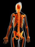 Female Skeleton With Transparent Muscles - With Clipping Path Stock ...