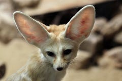 Fennek Vulpes zerda stockfoto. Bild von afrika, afrikanisch - 92859346