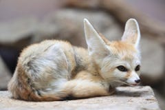 Fennec fox lying stock image. Image of muzzle, ground - 8412451