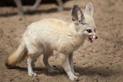 Fennek Vulpes zerda stockfoto. Bild von afrika, afrikanisch - 92859346
