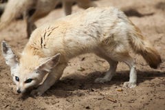 Fennek Vulpes zerda stockfoto. Bild von afrika, afrikanisch - 92859346