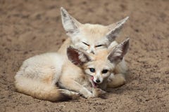 Fennek Vulpes zerda stockfoto. Bild von afrika, afrikanisch - 92859346