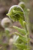 Unfurling Fern fiddlehead stock photo. Image of latin - 26541112