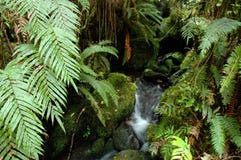Fern Gully In Jamaica Stock Image - Image: 20895811