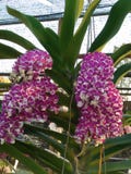 Orchidée Vanda rose photo stock. Image du lumineux, thailand - 38665422