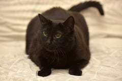 Fet katt foton - Registrera dig gratis